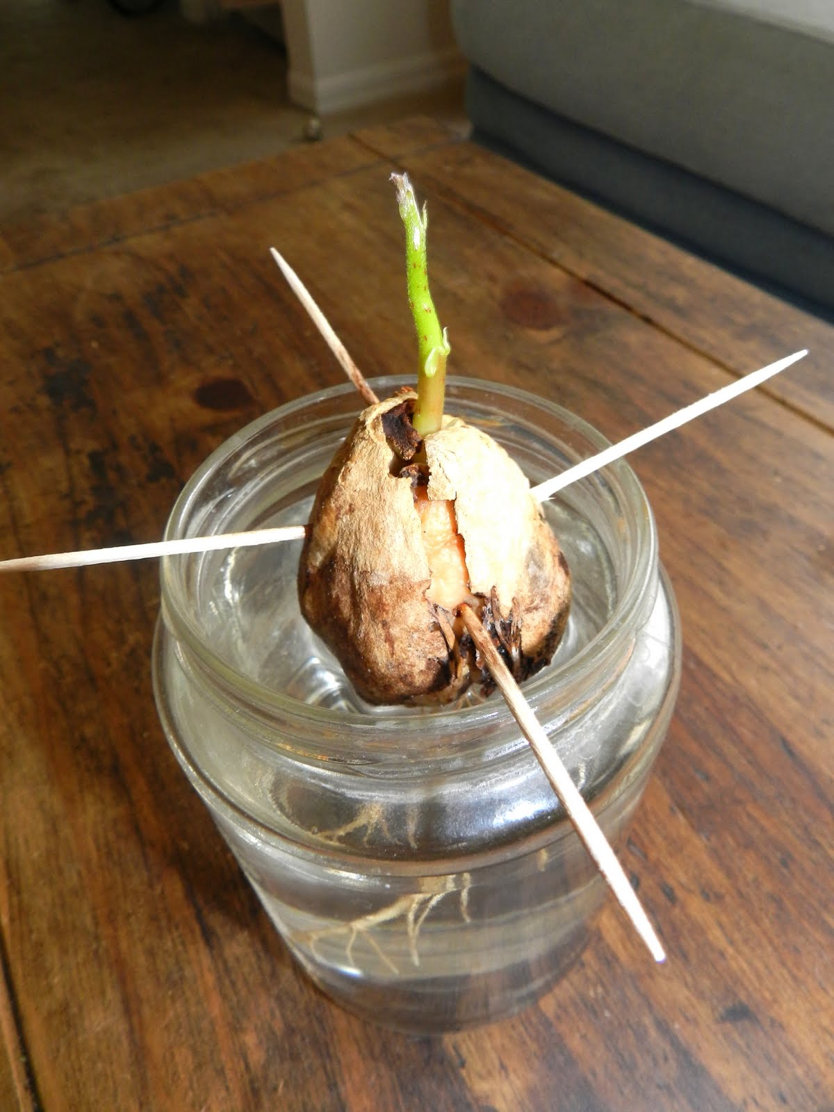 How to Grow an Avocado | Celebrate Planet Earth