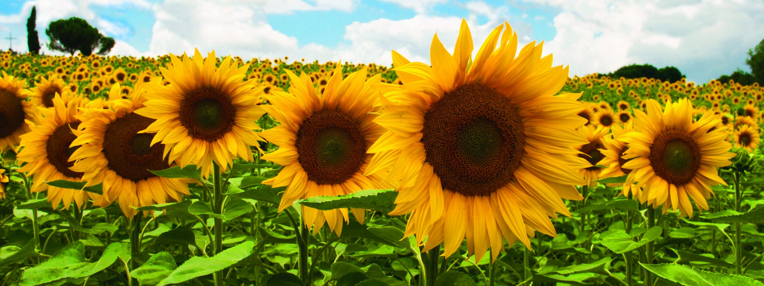 One-Million-Sunflowers-CROP | Celebrate Planet Earth