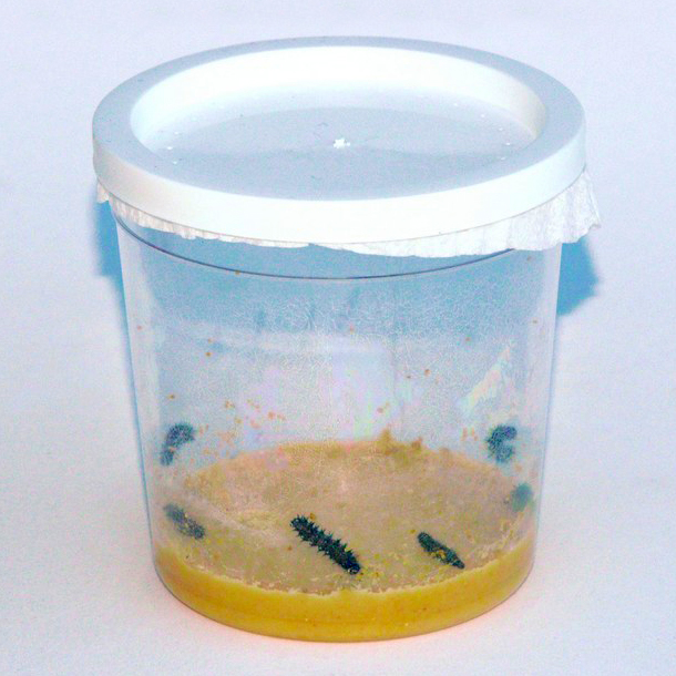 caterpillar-cup | Celebrate Planet Earth