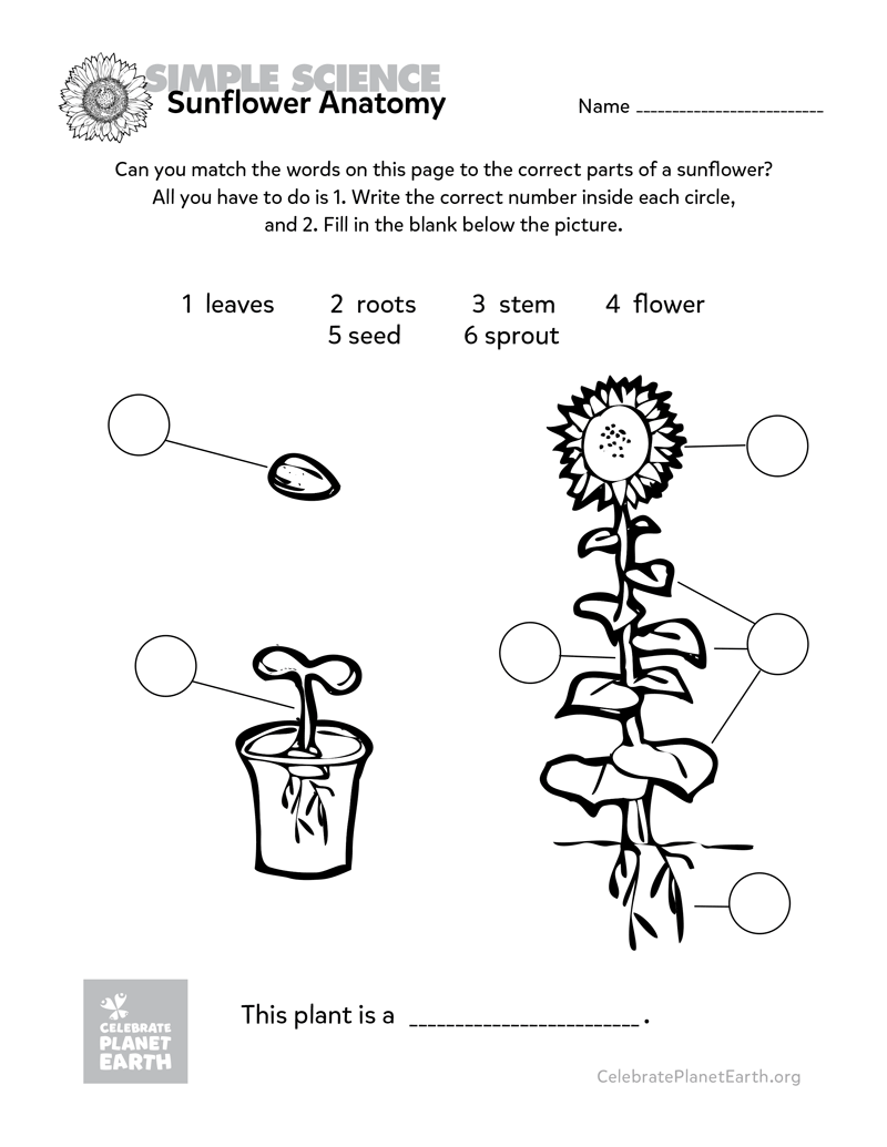 13 Best Images Of Hip Anatomy Of The Worksheet Sunflower