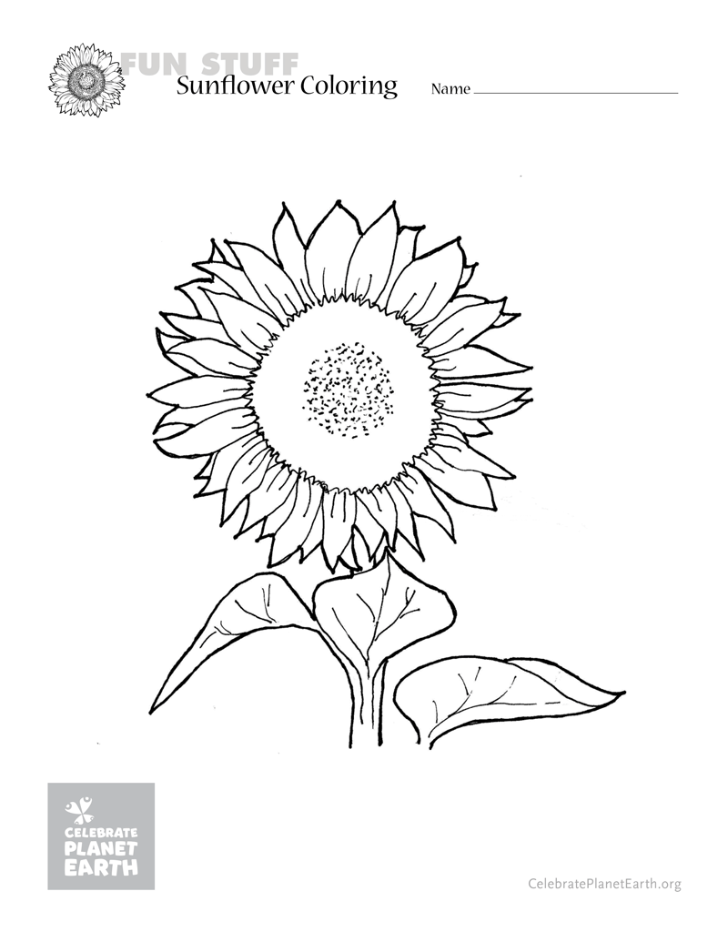 Sunflower Activities | Celebrate Planet Earth